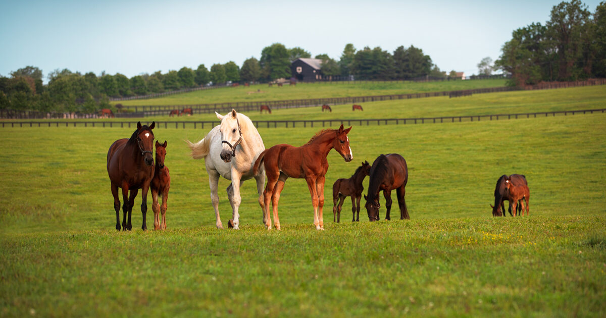 Biosecurity Tune-Up: Broodmare Care Edition | Pegasus